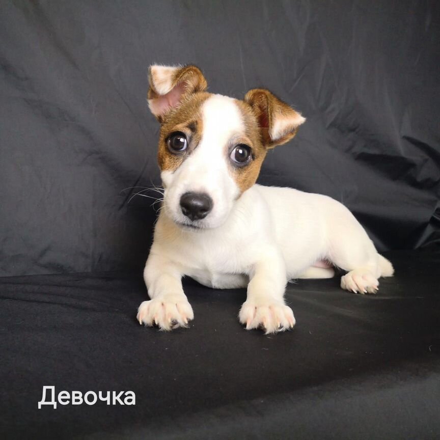 Щенки джек рассел терьер