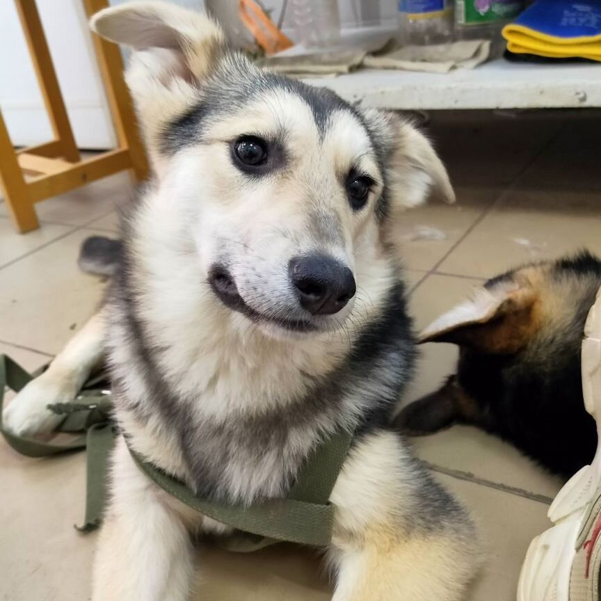 Взрослая собака в добрые руки