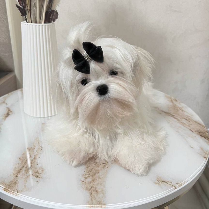 Мальчик мальтезе