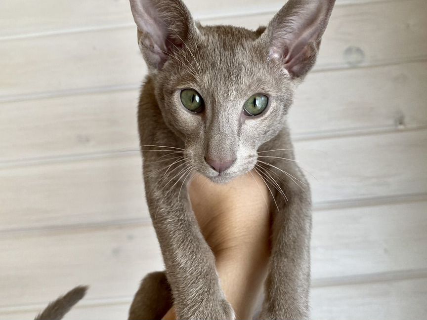Ориентальные котята