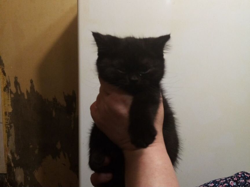 Черная кошечка