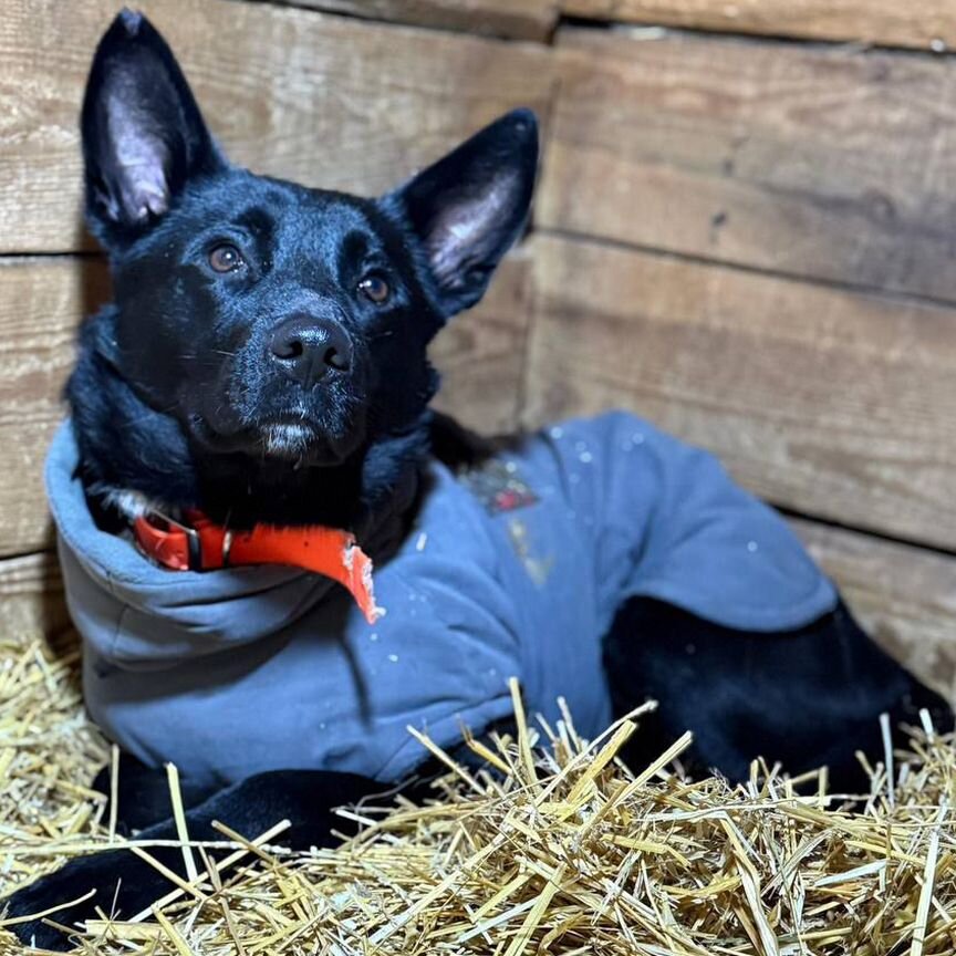 Чудесный молодой пёс Трюфель. Приют Некрасовка