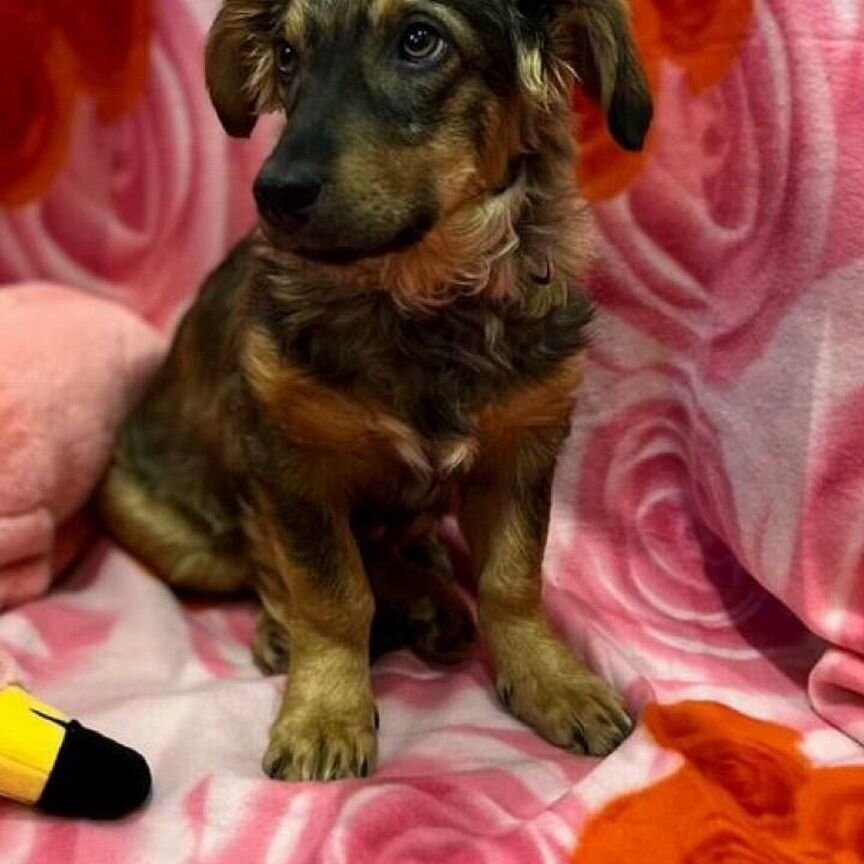 Собачка щенок 5 мес, девочка в добрые руки