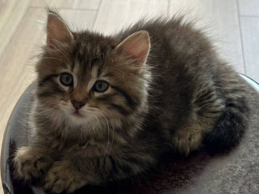 Котята в добрые руки бесплатно мальчик