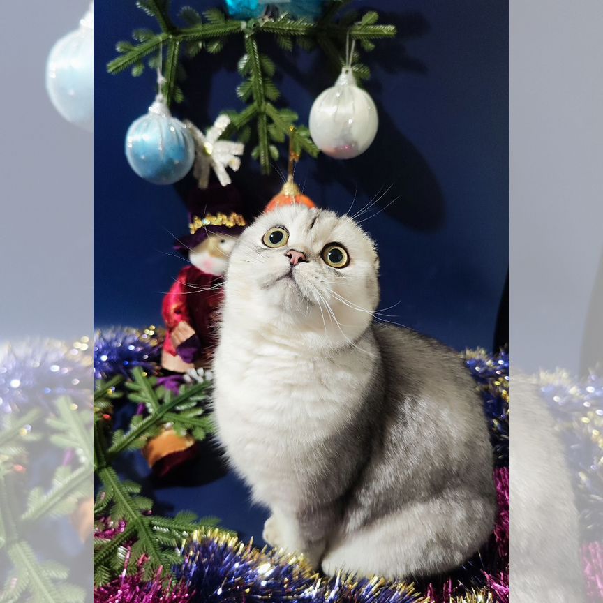 Шотландская вислоухая кошка