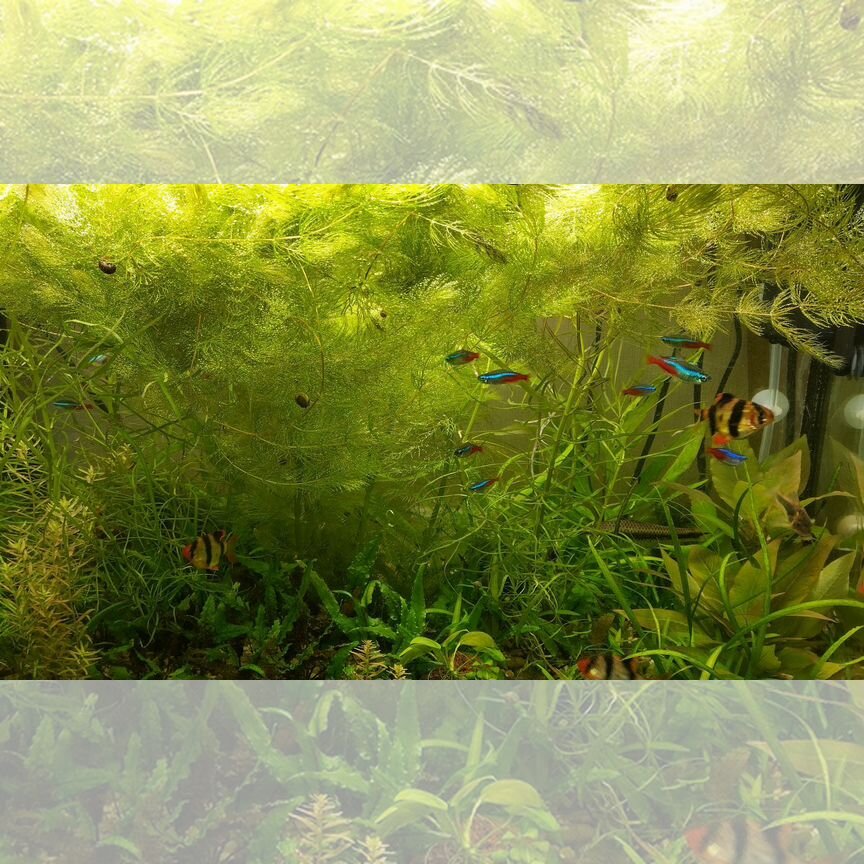 Рогалистник в аквариум