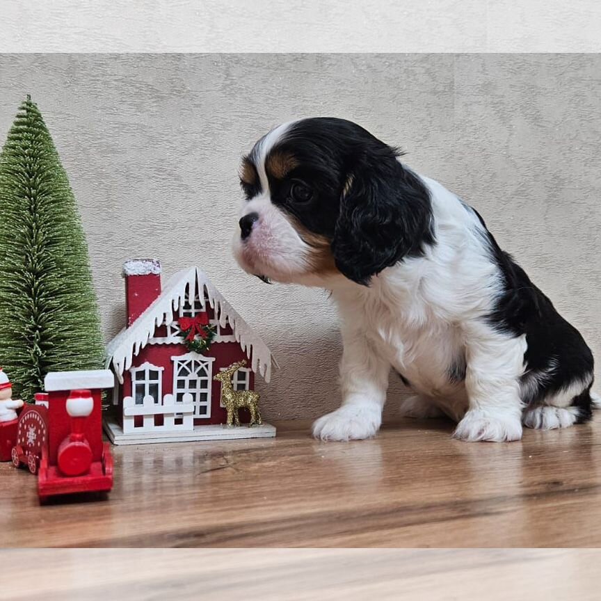 Кавалер кинг-чарльз-спаниель, щенок