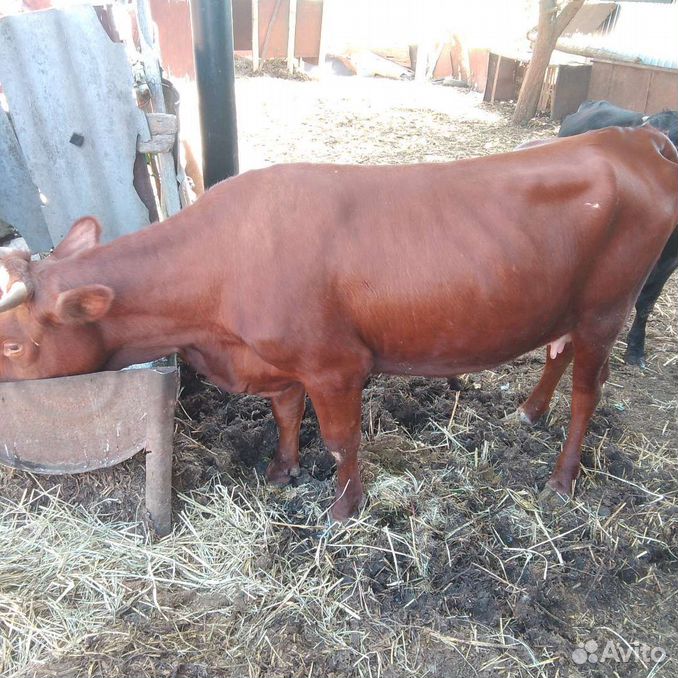 Корова первотелка