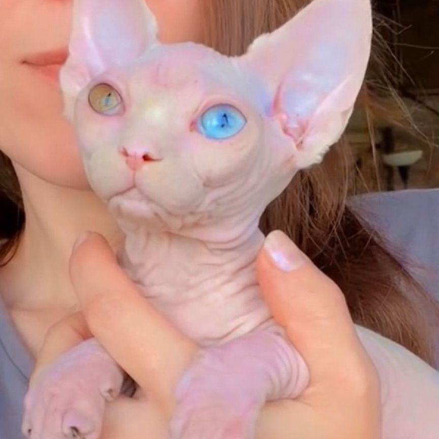 Канадский сфинкс