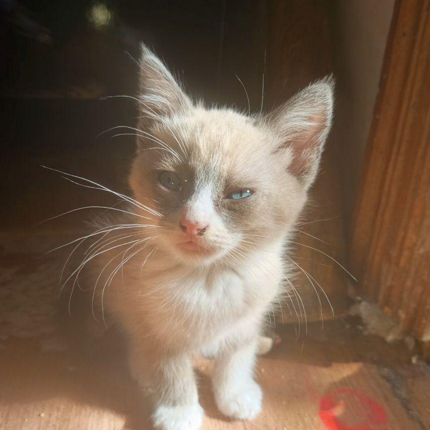 Котята в добрые руки 1 месяц