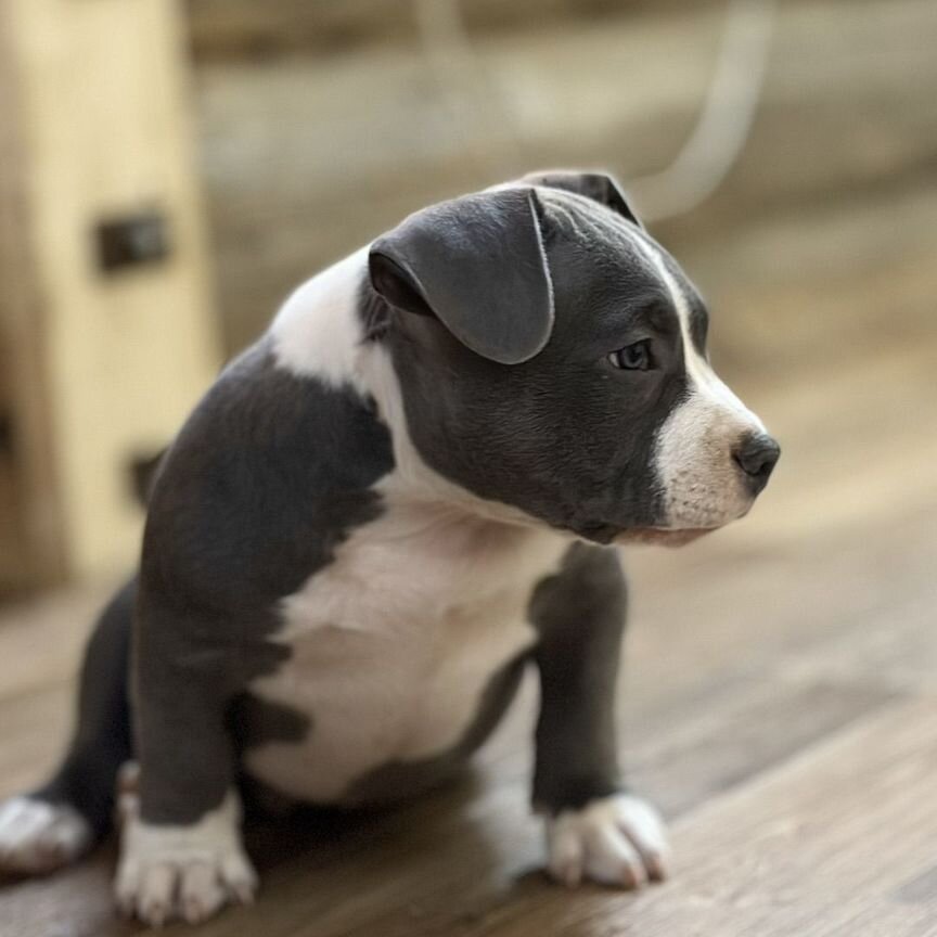 Американский булли шикарный кобель