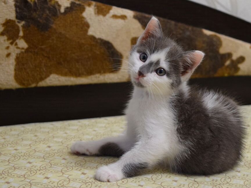 Котёнок мальчик красивый добрый ручной классный