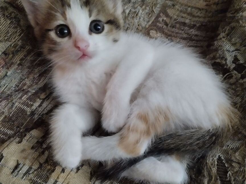 Отдаем в добрые руки, эту малышку(возраст 1 мес)