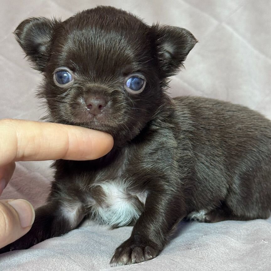 Чихуахуа, щенок