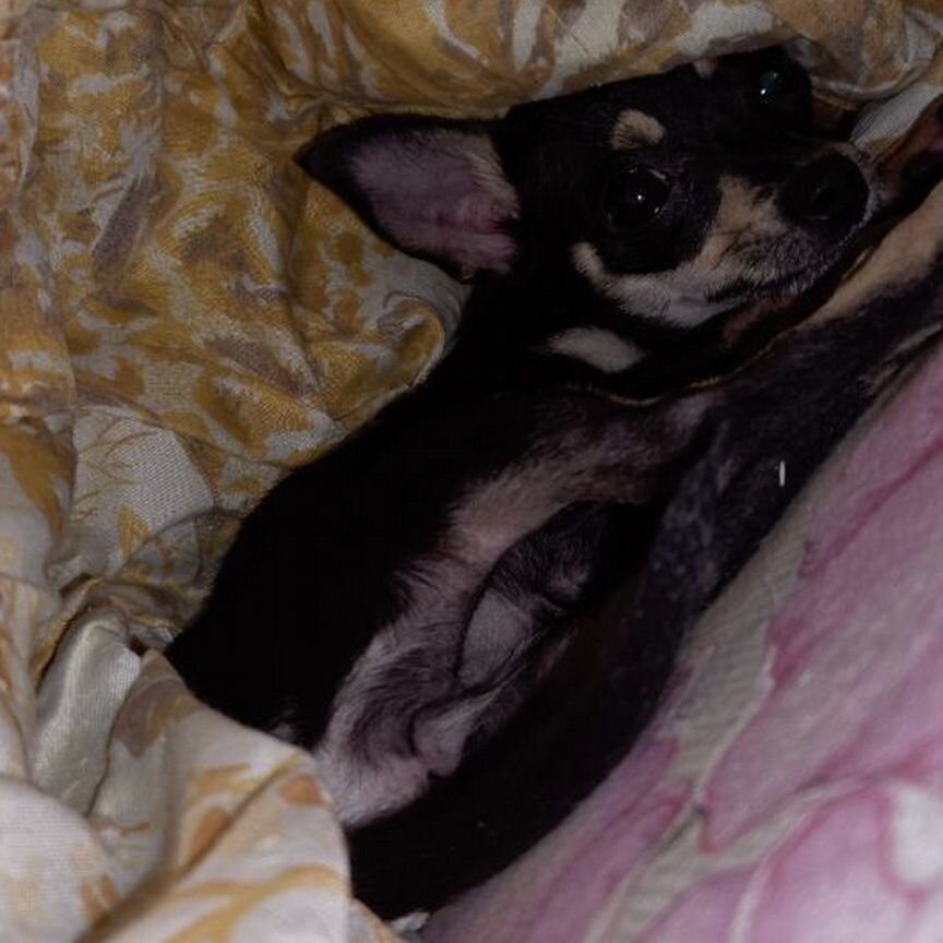 Русский той-терьер, щенок