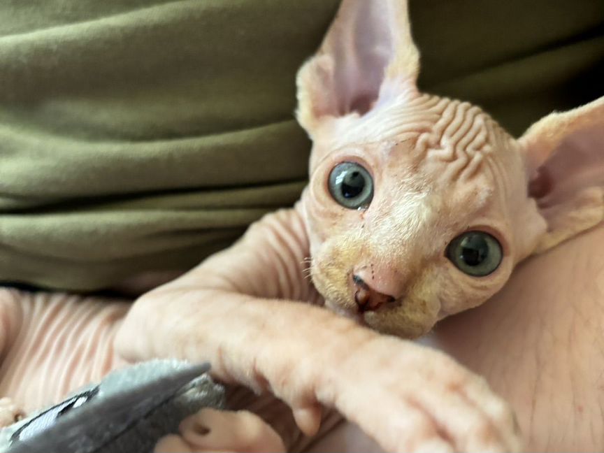 Канадский сфинкс котенок
