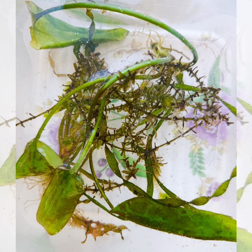 Трава для аквариума