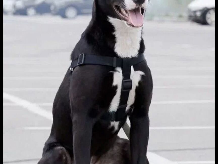 Метис(стафф)