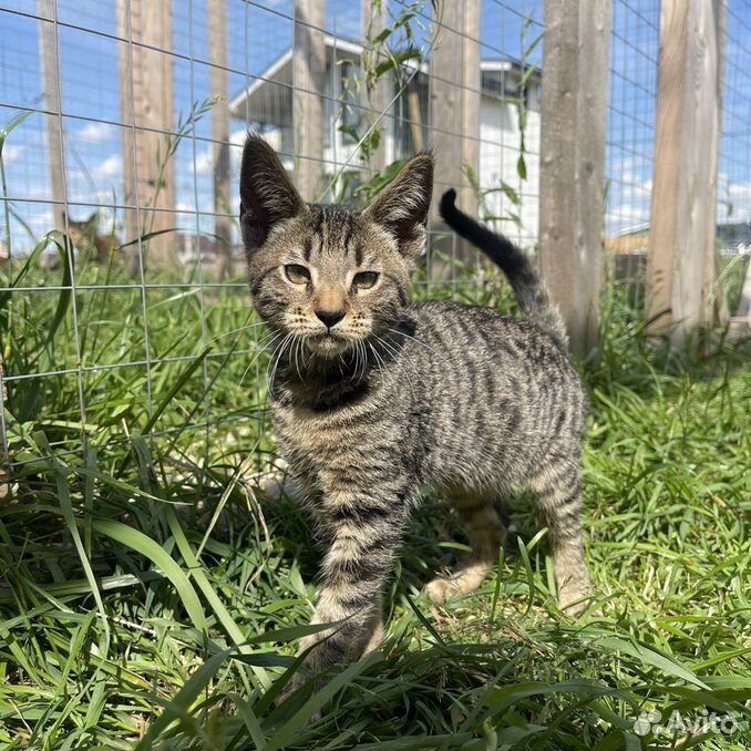 Чаузи f4 девочка