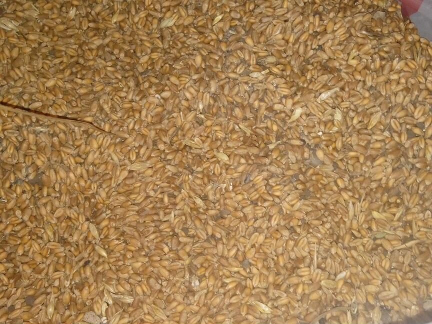 Зерно пшеница