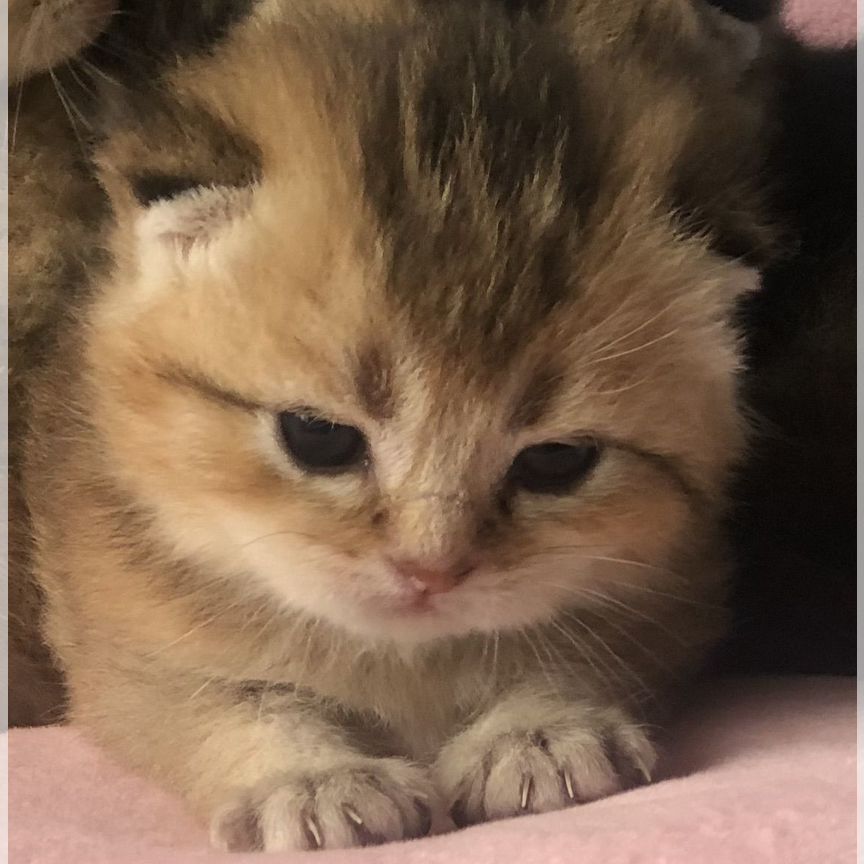 Шотландские вислоухие котята