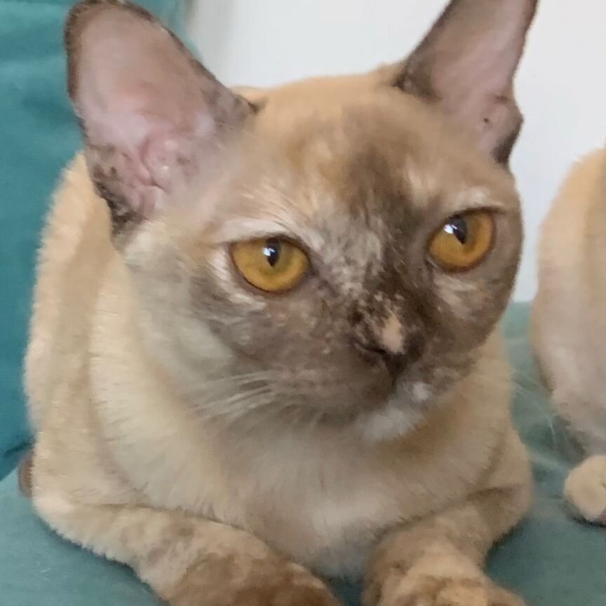 Бурма девочка