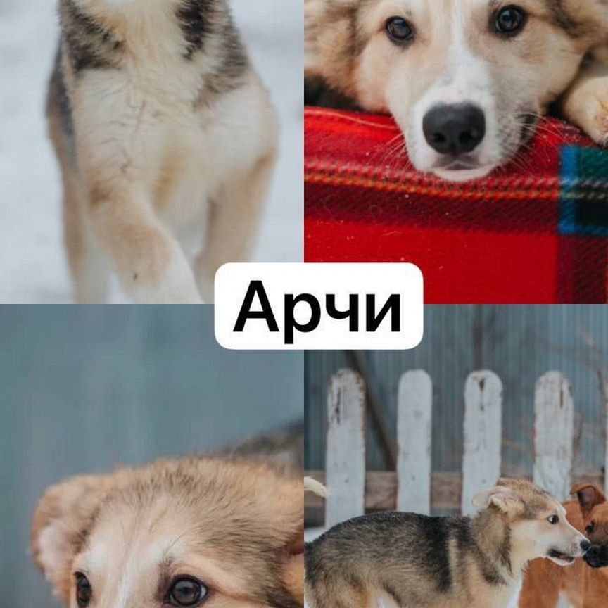 Верные и преданные мальчики