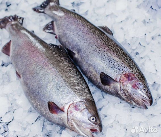 Форель - живая, замороженная купить в Красной Яруге | Товары для дома и ...