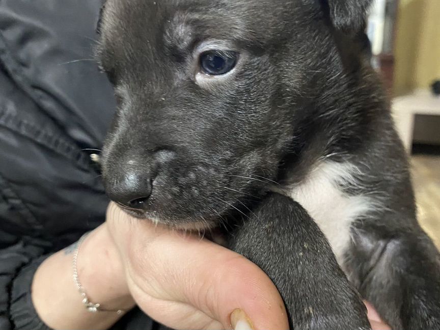 Щенки булли