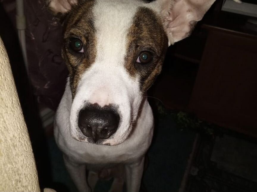 Стаффордширский терьер