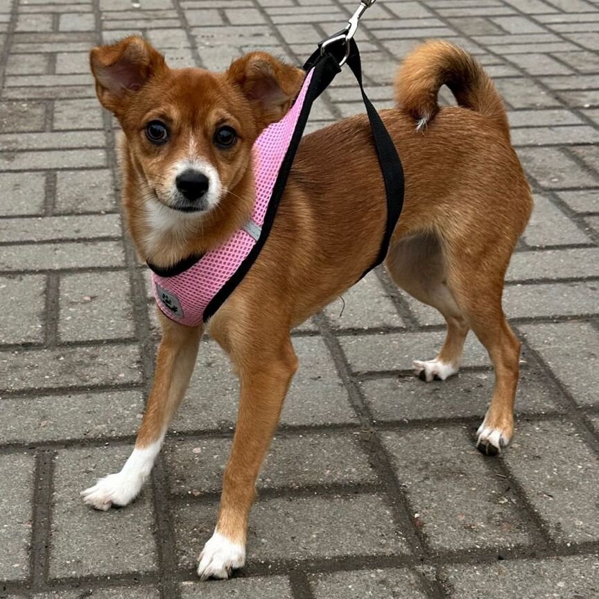 Чихуахуа, щенок