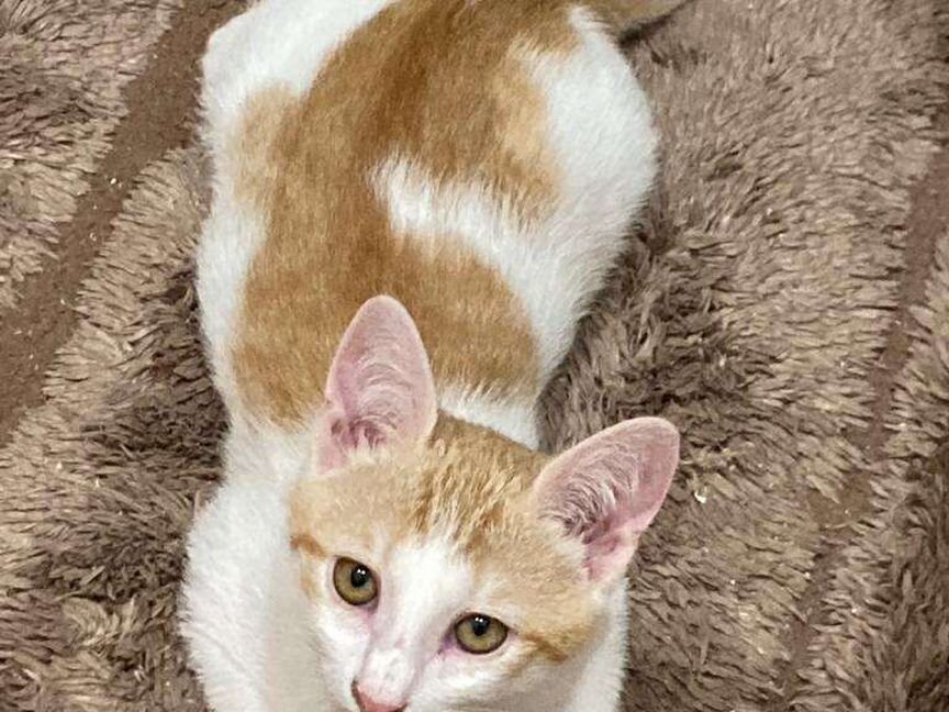 Солнышки в дар