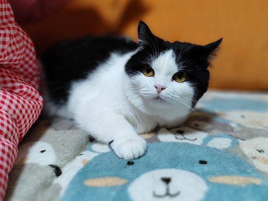 Кошечка в добрые руки