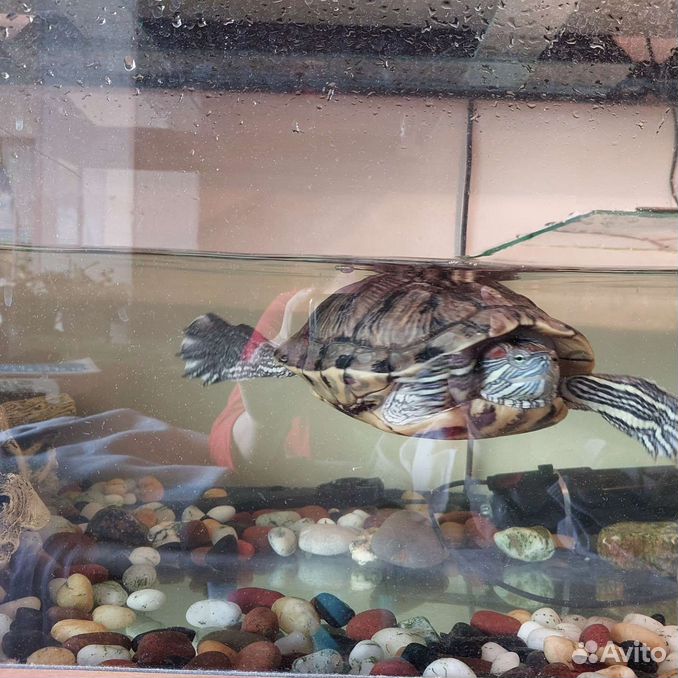 Черепаха водная