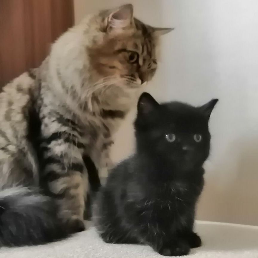 Котёнок в добрые руки