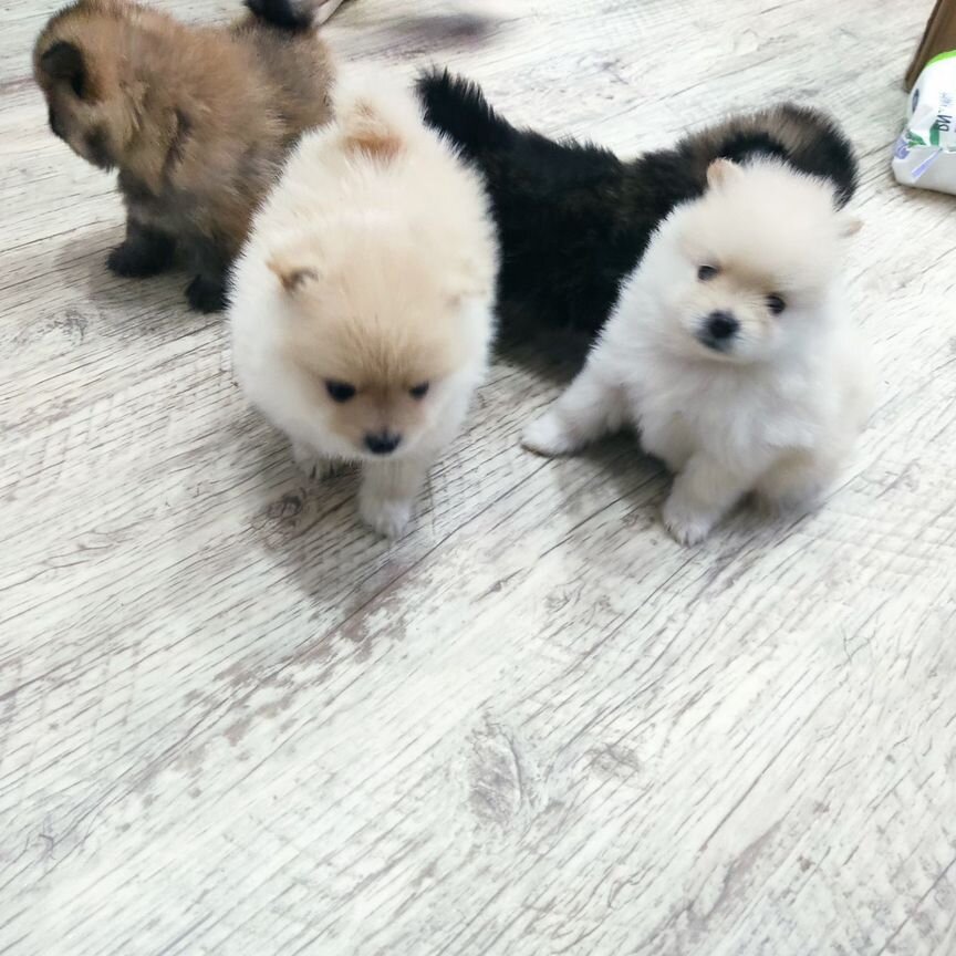 Щенки шпица