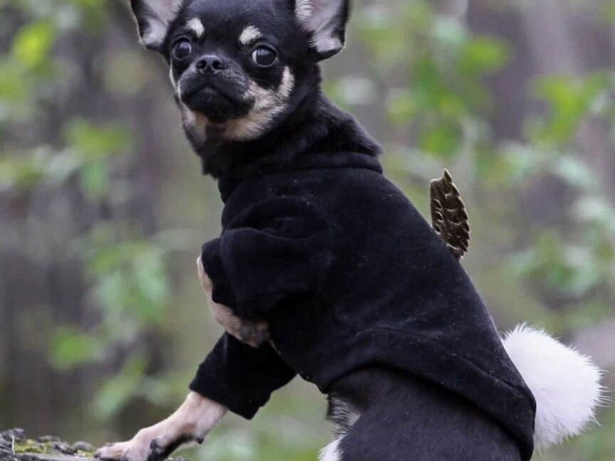 Чихуахуа - Ангел хранитель