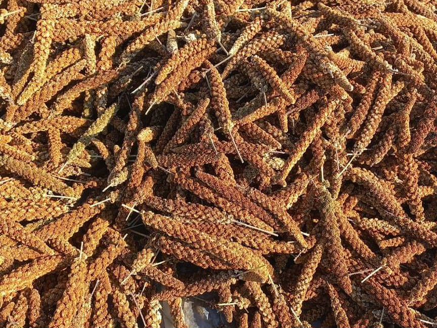 Чумиза, могар