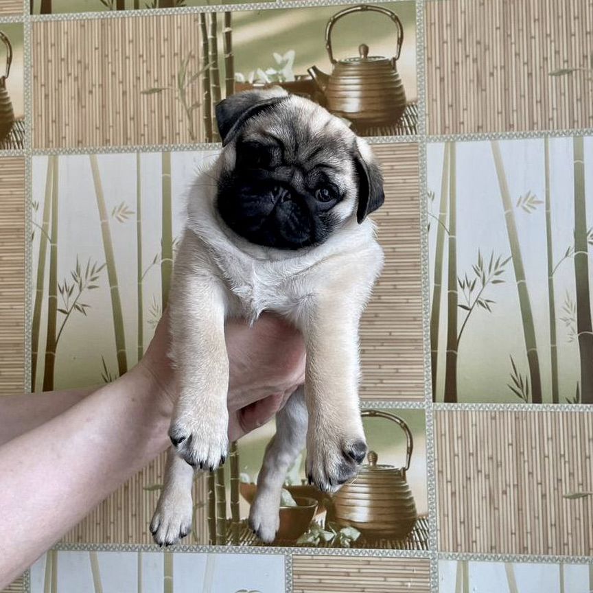 Мопс, щенок