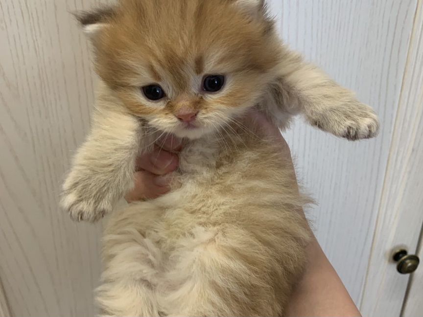 Котята золотая шиншилла