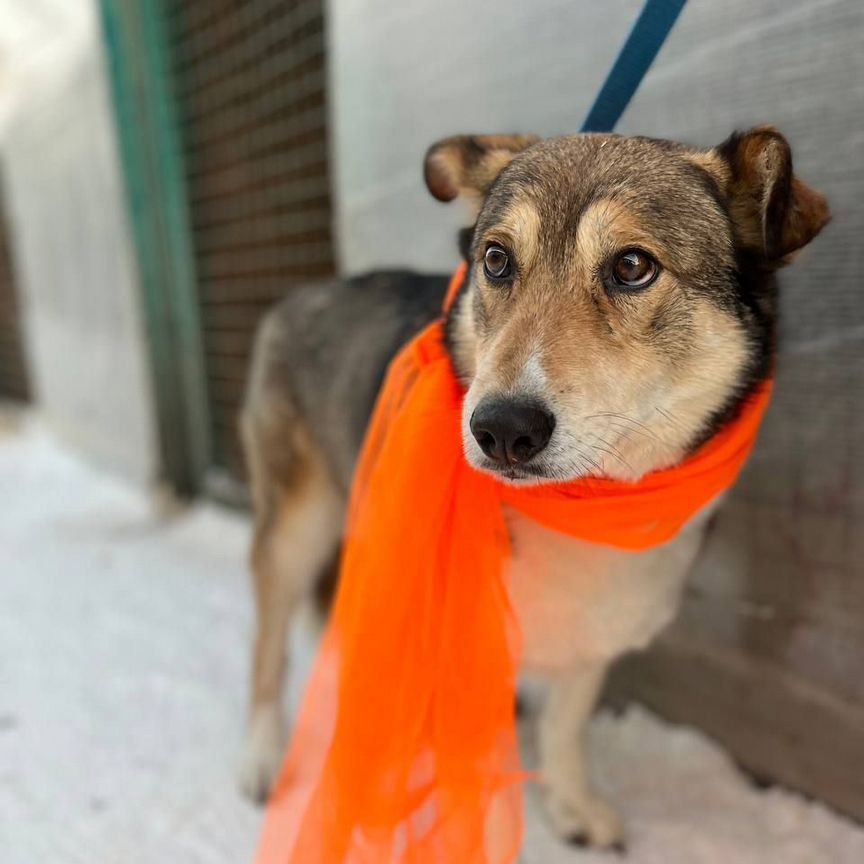 Взрослая собака в добрые руки