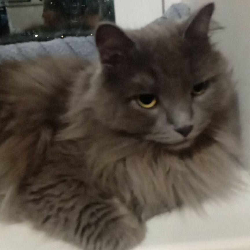 Взрослый кот в добрые руки