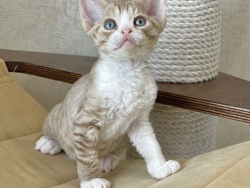 Котята Девон-рекс