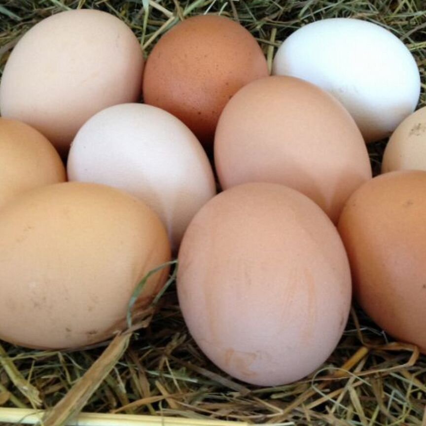Инкубационное яйцо породных кур