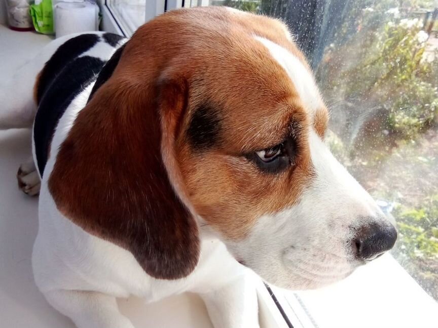 Случка собак