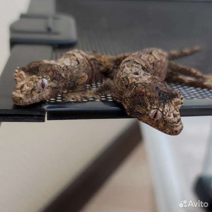 Малый новокаледонский геккон