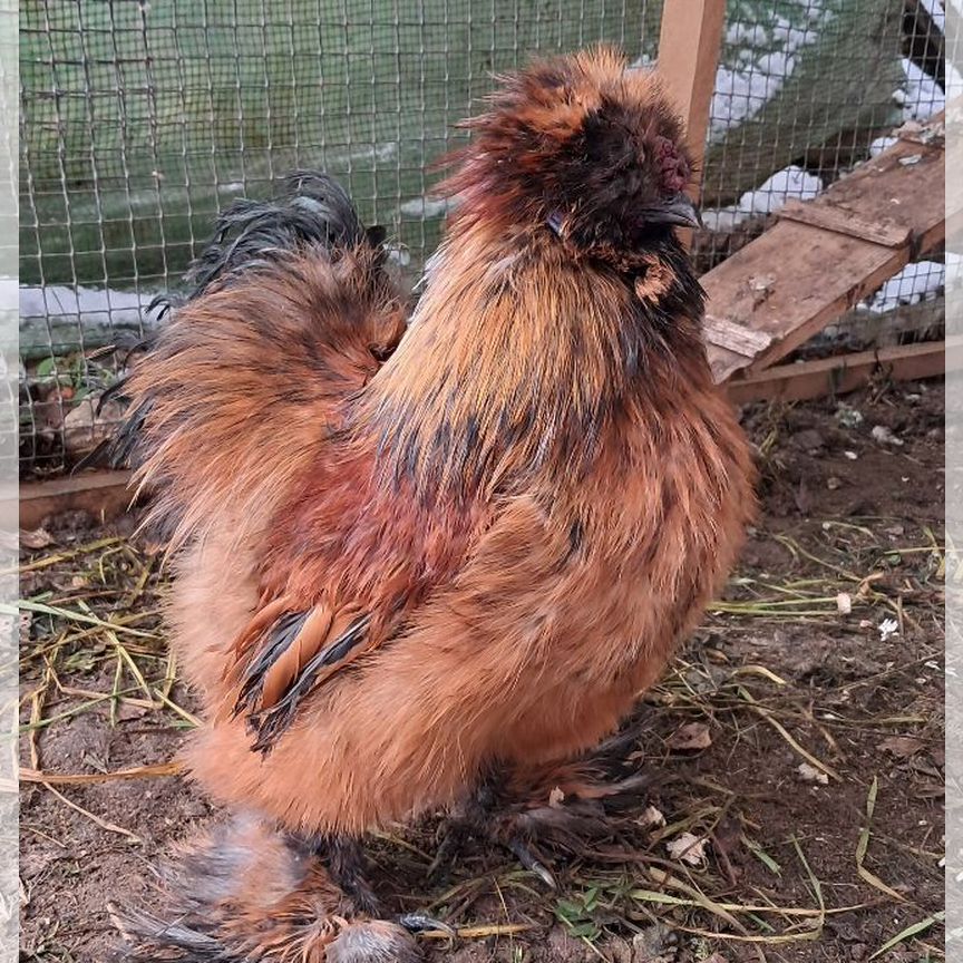 Петух китайский шелковый