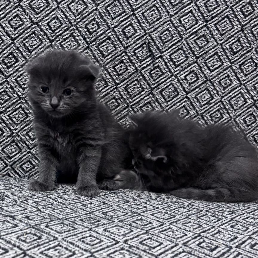 Шотландский прямоухий длинношёрстный котёнок