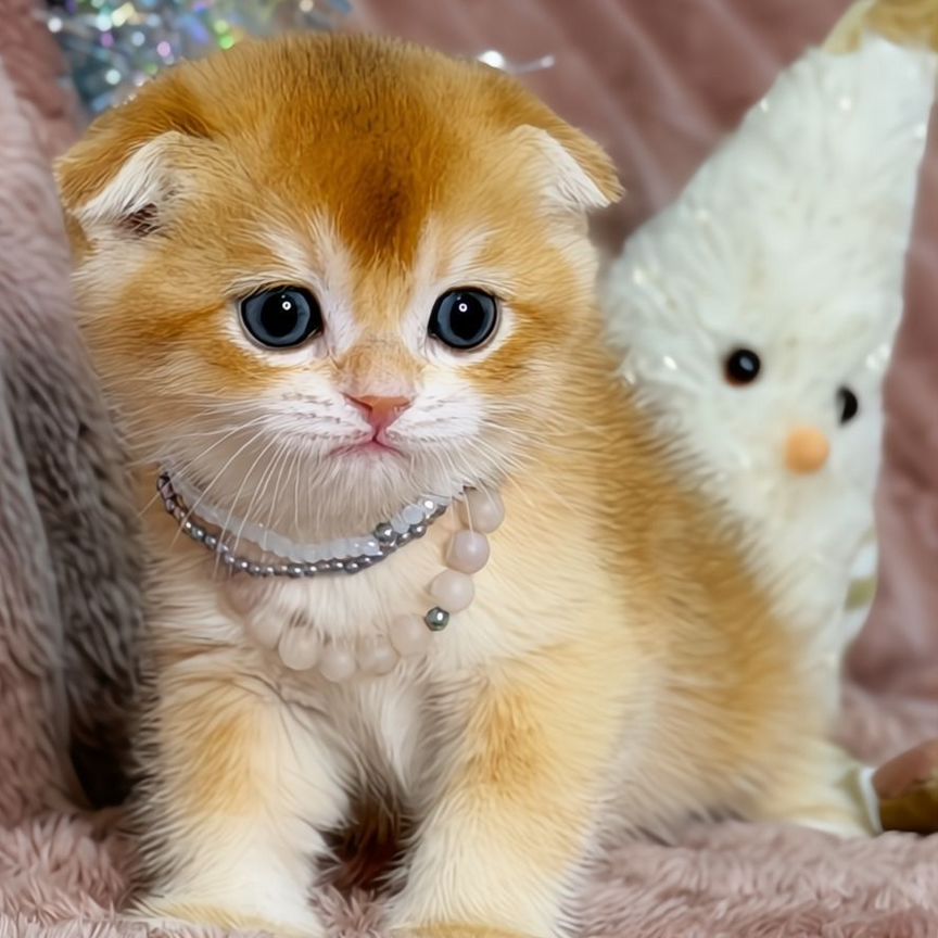 Шотландский вислоухий короткошёрстный котёнок