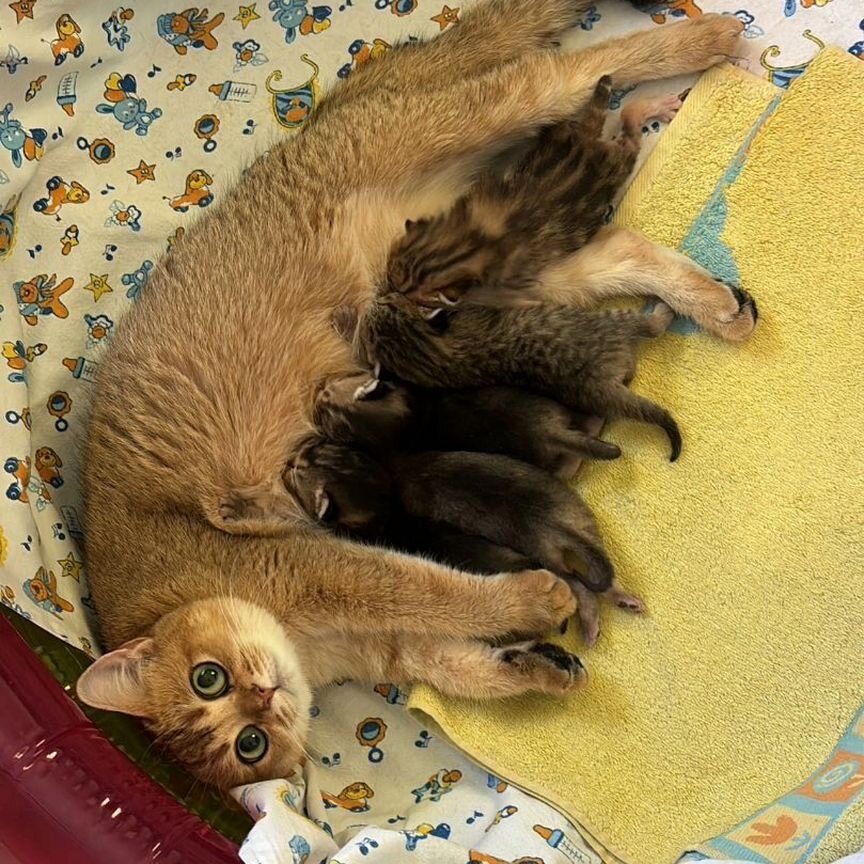Котята золотая шиншилла